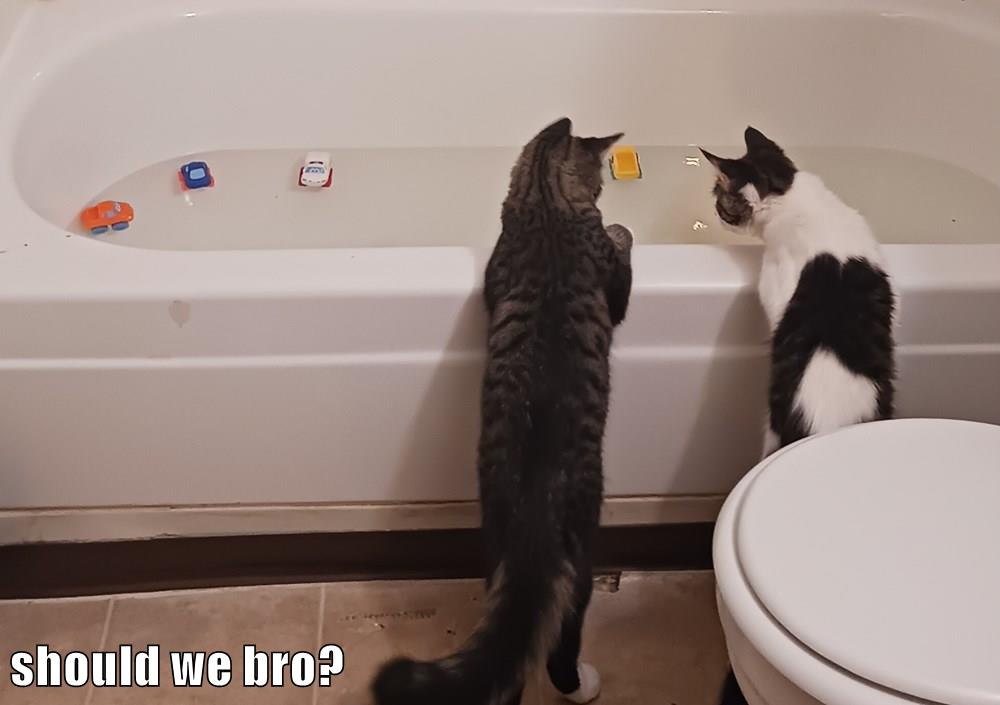 Pondering the Bath - Lolcats - lol | cat memes | funny cats | funny cat ...