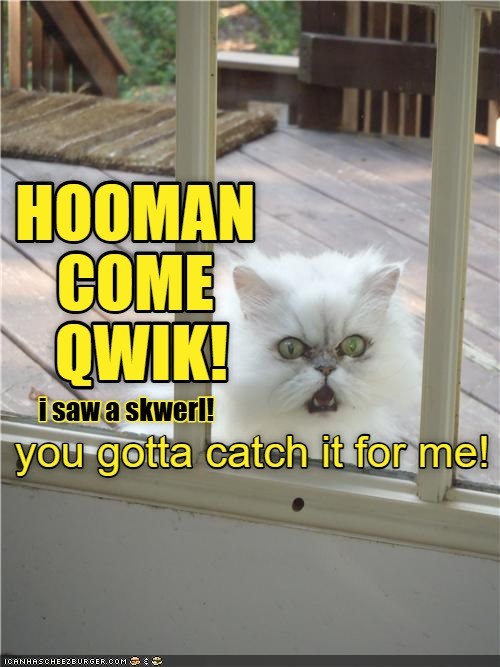 HOOMAN COME QWIK! - Lolcats - lol | cat memes | funny cats | funny cat ...
