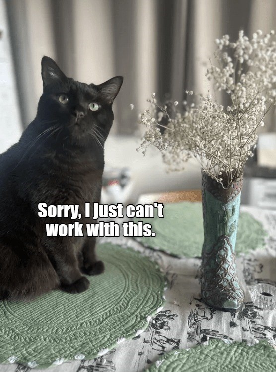 Need something breakable - Lolcats - lol | cat memes | funny cats ...