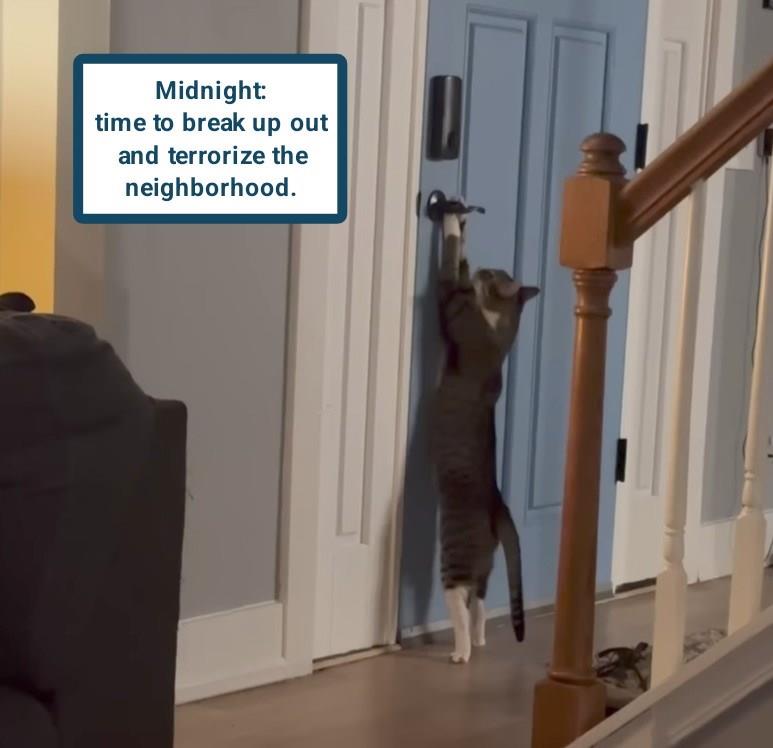 Midnight Mischief - Lolcats - lol | cat memes | funny cats | funny cat ...