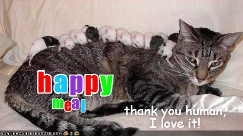 thank you human, I love it! - Lolcats - lol | cat memes | funny cats | funny cat pictures with ...