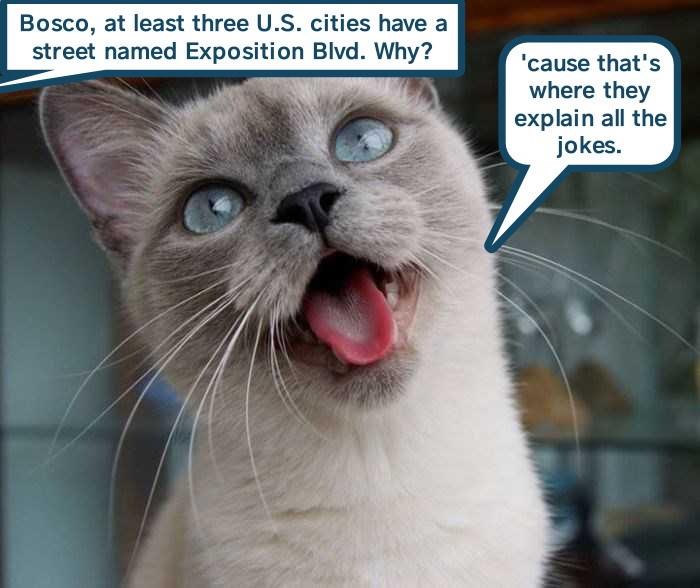 Bosco's exposition on Exposition - Lolcats - lol | cat memes | funny ...