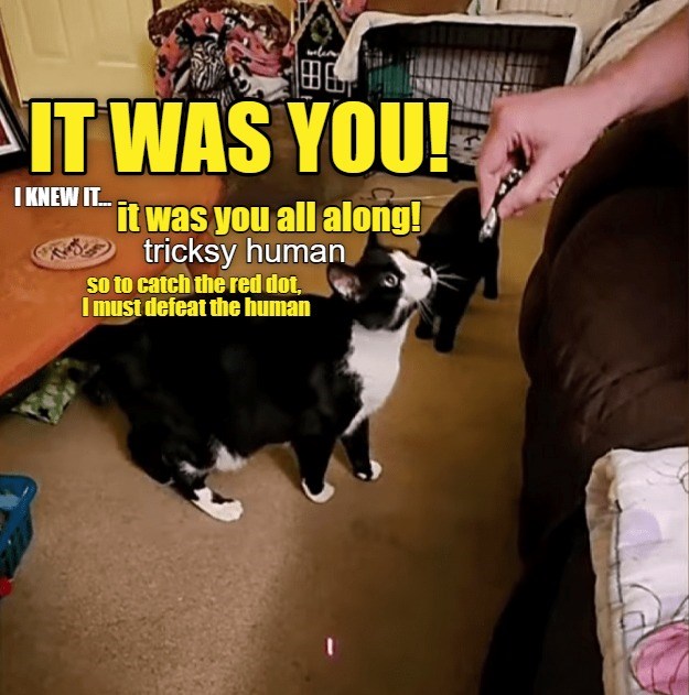 tricksy human - Lolcats - lol | cat memes | funny cats | funny cat ...