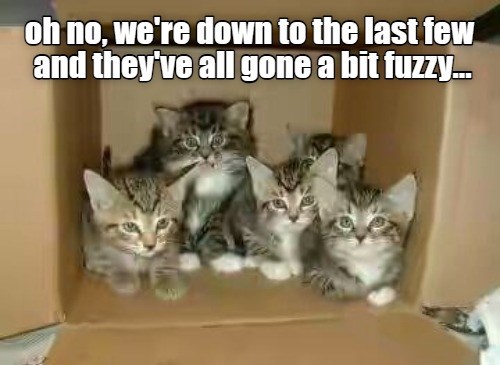 They've all gone a bit fuzzy... - Lolcats - lol | cat memes | funny ...