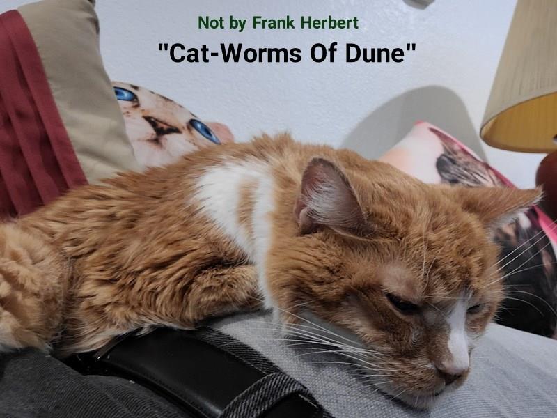 Not by Frank Herbert - Lolcats - lol | cat memes | funny cats | funny ...