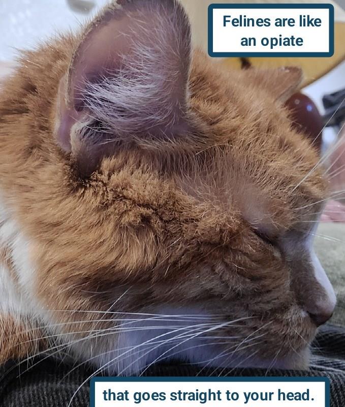 Fluff gets you high - Lolcats - lol | cat memes | funny cats | funny ...