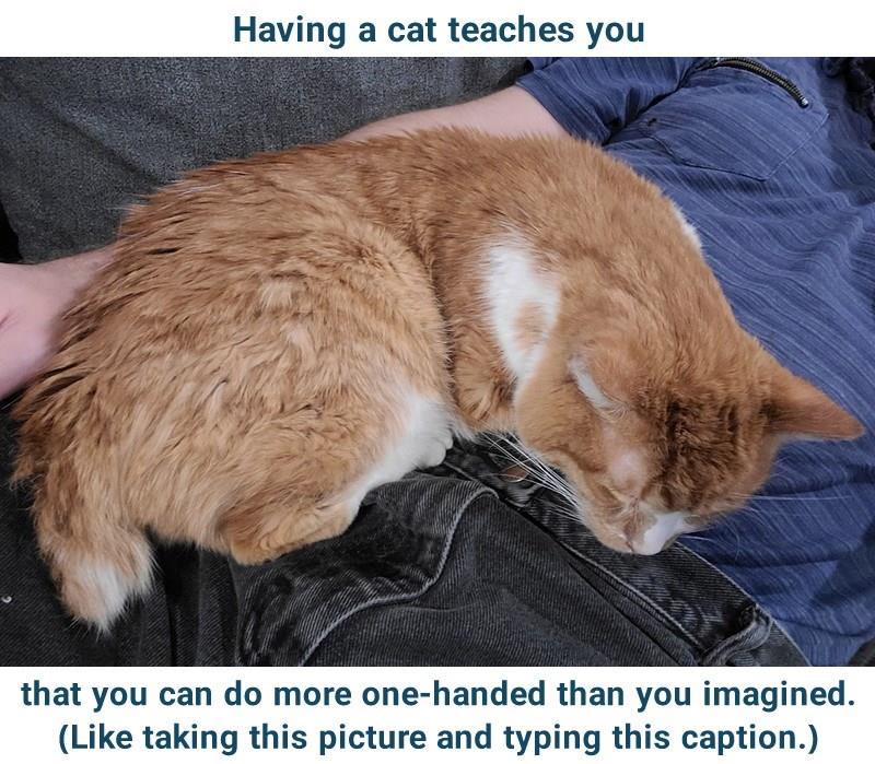 Gotta be adaptable - Lolcats - lol | cat memes | funny cats | funny cat ...