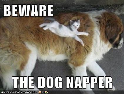 THE DOG NAPPER - Lolcats - lol | cat memes | funny cats | funny cat ...