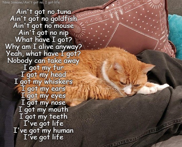 Ain't got no - Lolcats - lol | cat memes | funny cats | funny cat ...