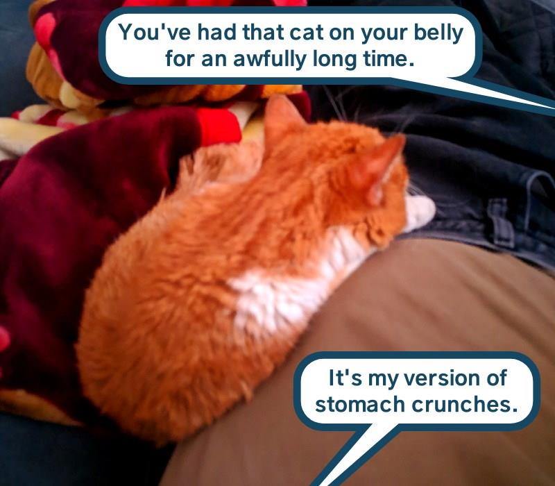 The lazy cat-man's "exercise" - Lolcats - lol | cat memes | funny cats ...