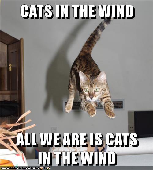 Woosh - Lolcats - lol | cat memes | funny cats | funny cat pictures ...