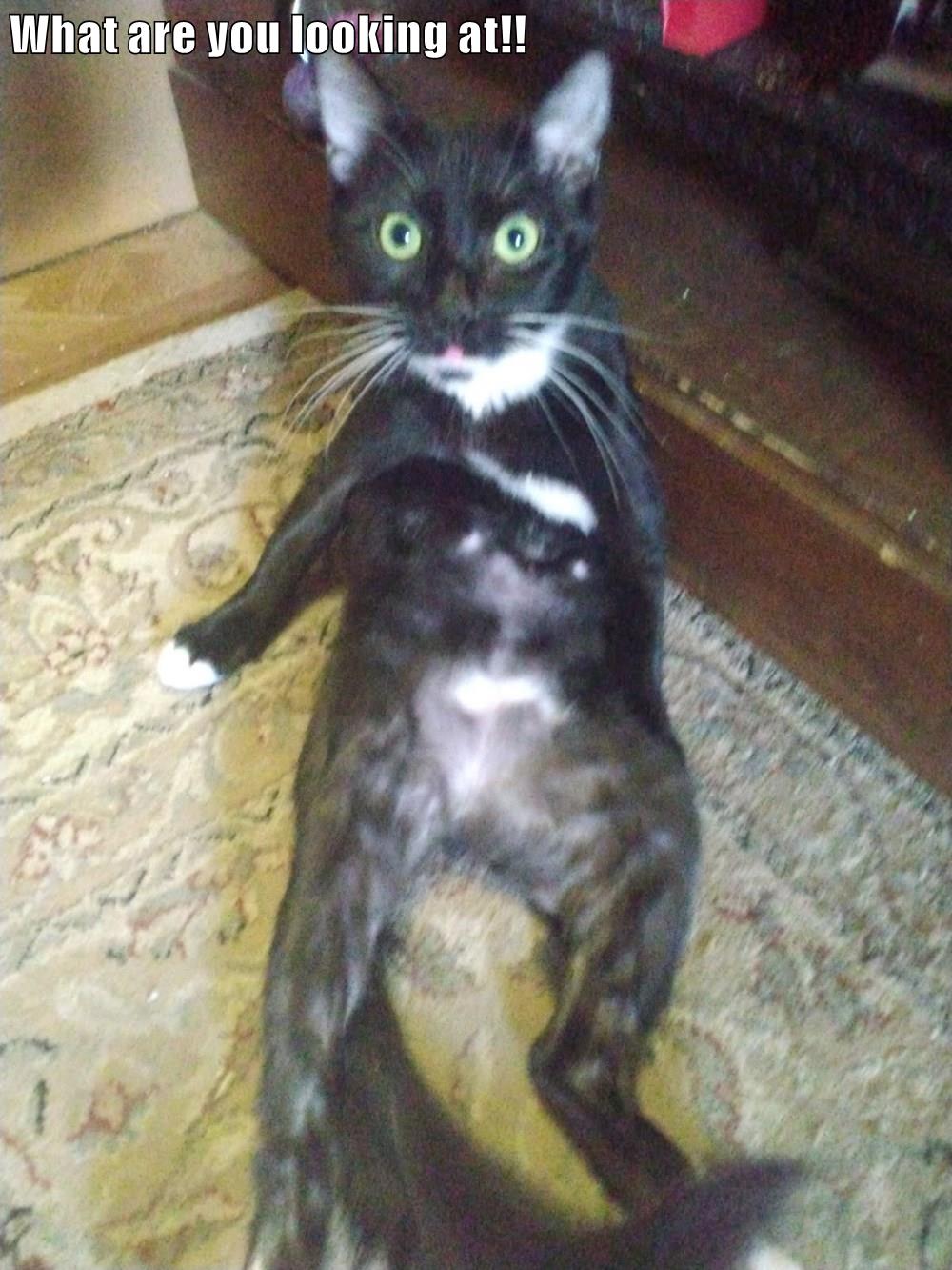 Nothing to see - Lolcats - lol | cat memes | funny cats | funny cat ...