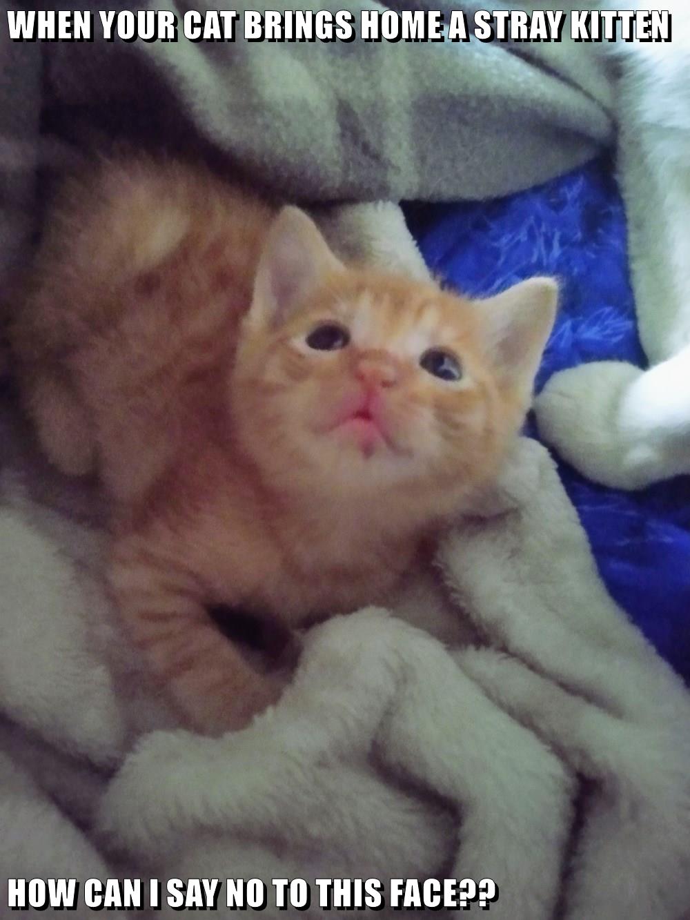 How can you say "No"? - Lolcats - lol | cat memes | funny cats | funny ...