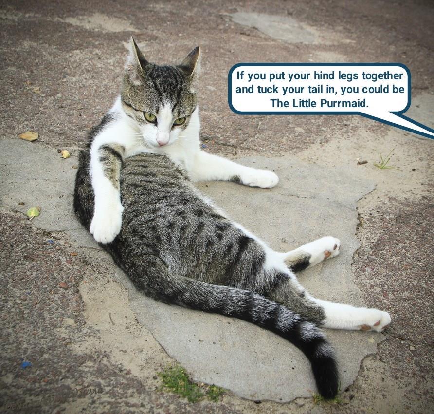 You'll make a splash - Lolcats - lol | cat memes | funny cats | funny ...