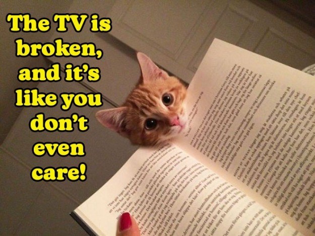 And it's almost time for my cooking show! - Lolcats - lol | cat memes ...