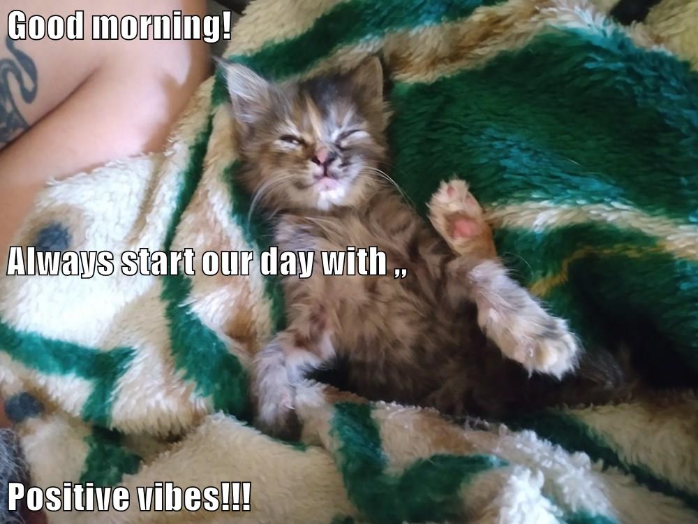 Pawsitive - Lolcats - lol | cat memes | funny cats | funny cat pictures ...