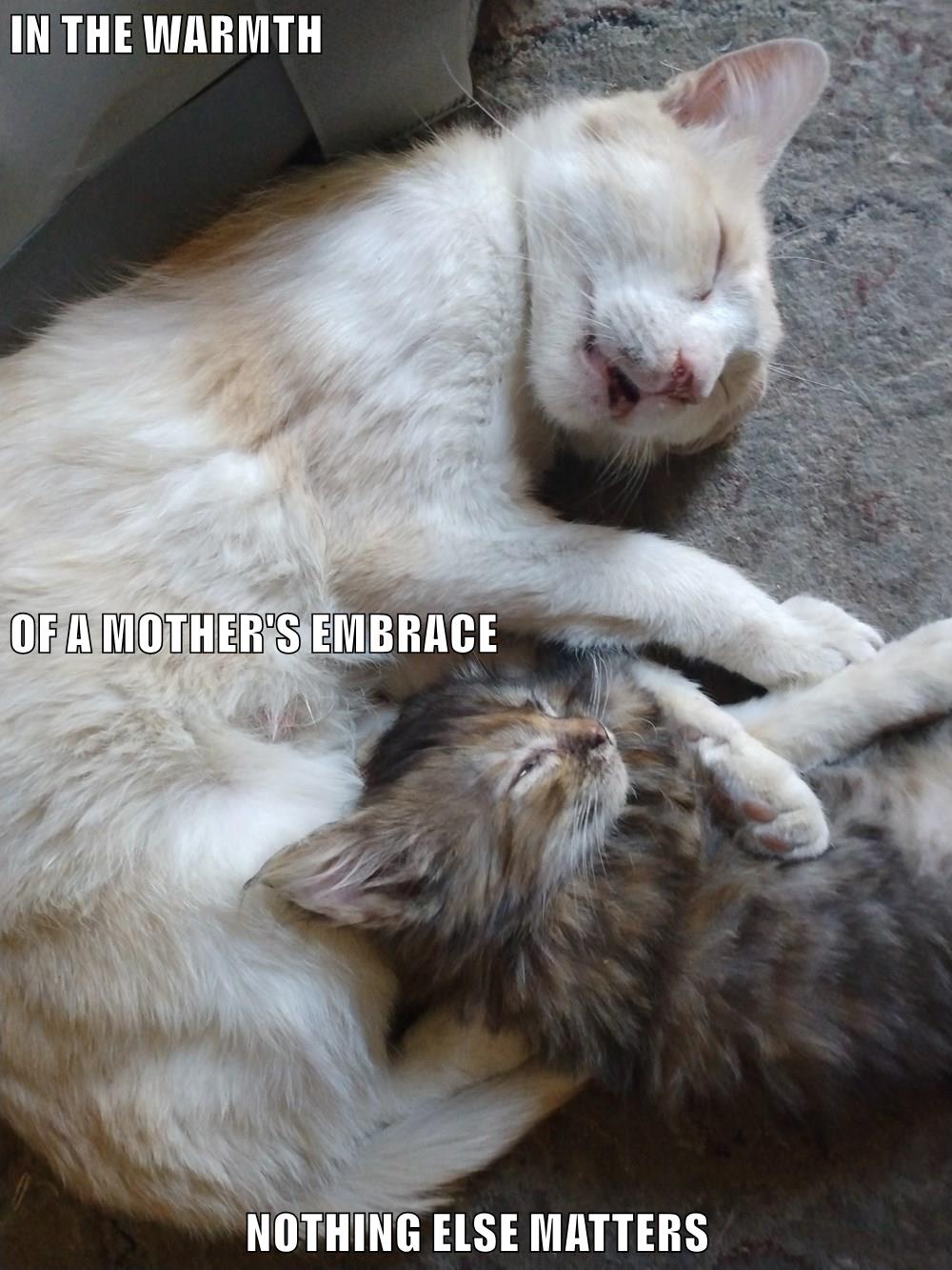 Nothing else matters. - Lolcats - lol | cat memes | funny cats | funny ...