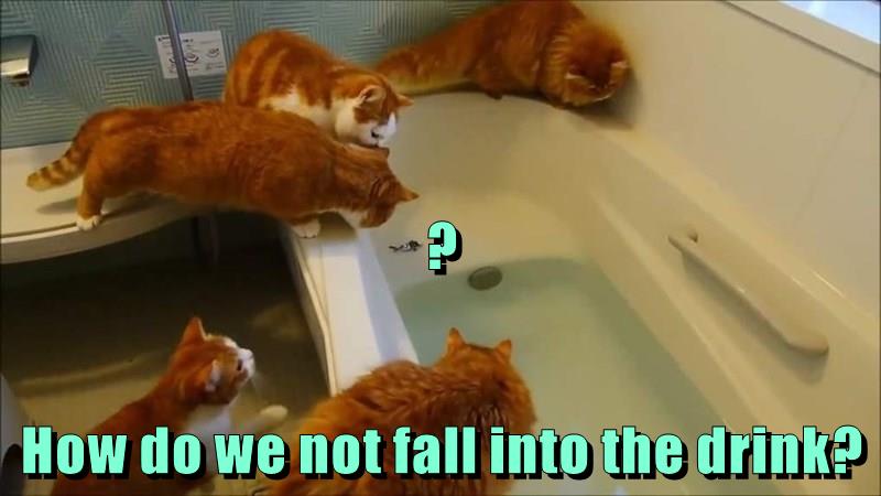 Meowstery to solve - Lolcats - lol | cat memes | funny cats | funny cat ...