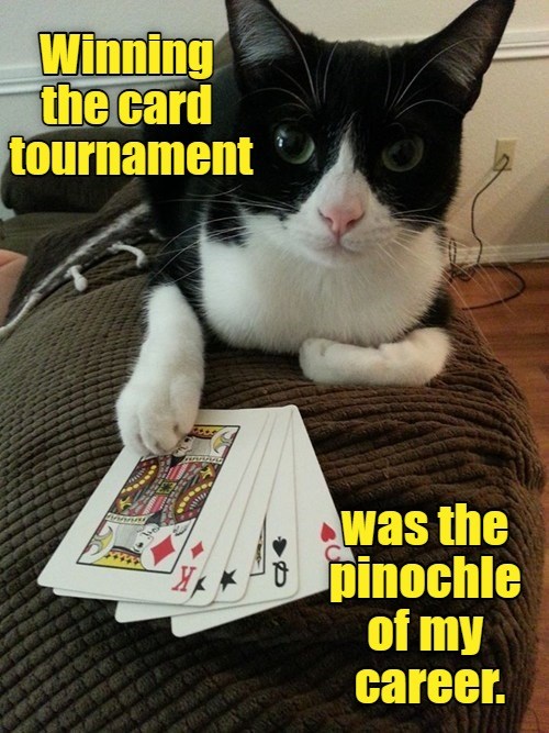 It was in the cards. - Lolcats - lol | cat memes | funny cats | funny ...