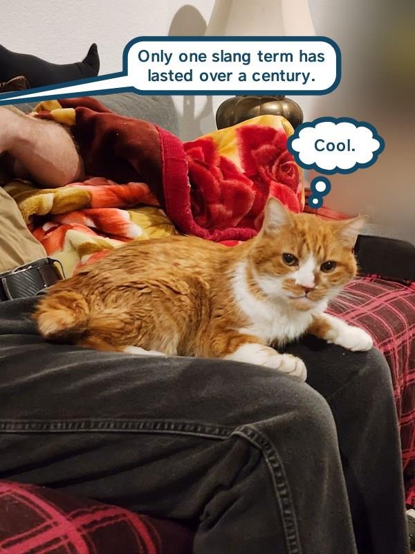 Staying power - Lolcats - lol | cat memes | funny cats | funny cat ...