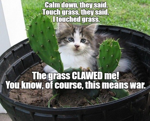 Cat vs. Cactus - Lolcats - lol | cat memes | funny cats | funny cat ...