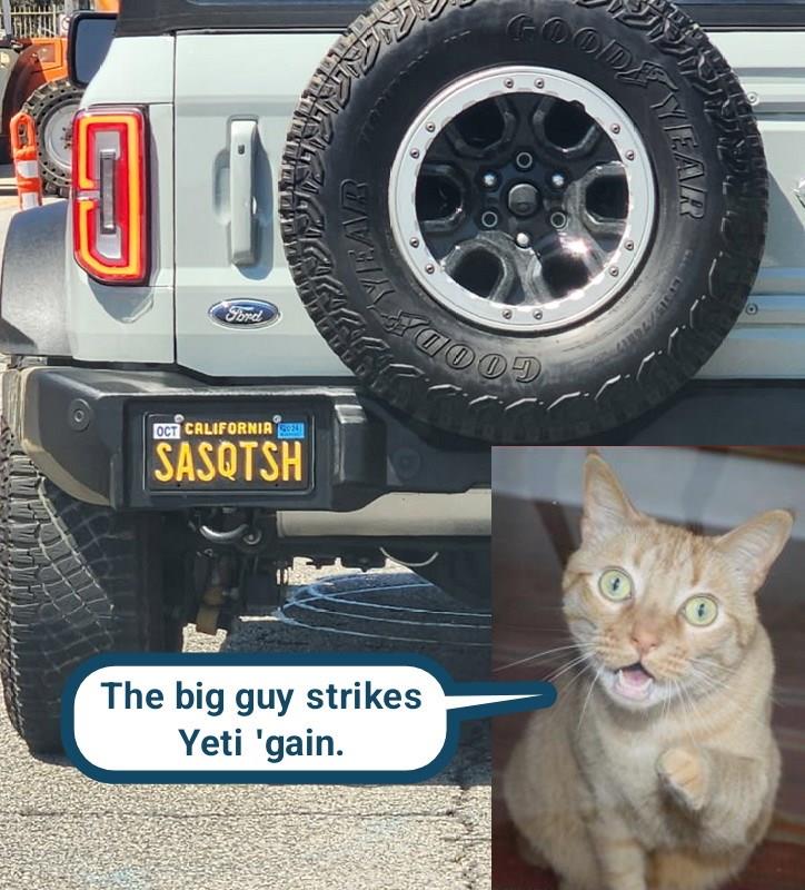 Fits right in there - Lolcats - lol | cat memes | funny cats | funny ...