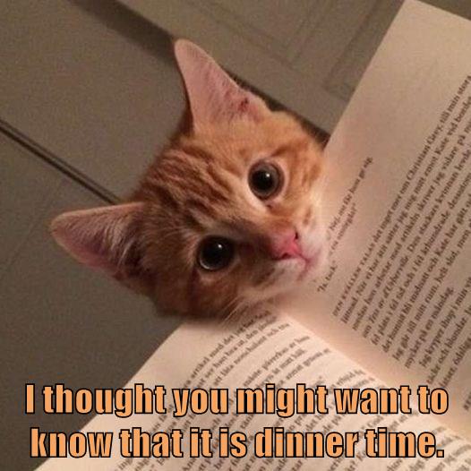 It's cat o'clock. - Lolcats - lol | cat memes | funny cats | funny cat ...