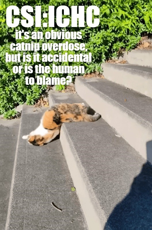 CSI:ICHC - Lolcats - lol | cat memes | funny cats | funny cat pictures ...