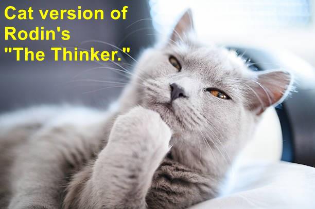 "The Thinker." - Lolcats - lol | cat memes | funny cats | funny cat ...