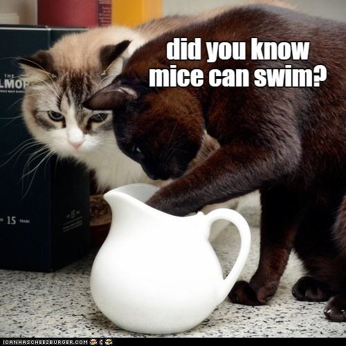 did you know mice can swim? - Lolcats - lol | cat memes | funny cats ...