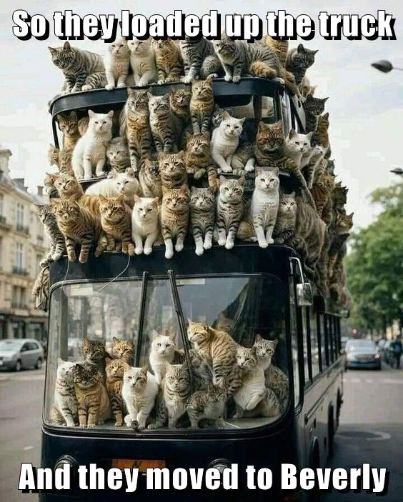 So they loaded up the truck... - Lolcats - lol | cat memes | funny cats ...