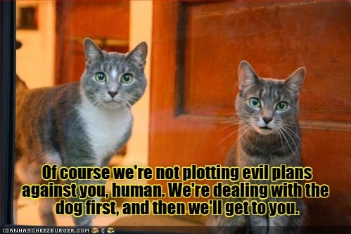 You are safe. For now. - Lolcats - lol | cat memes | funny cats | funny ...