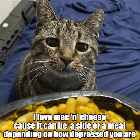 Say yes to cheezus! - Lolcats - lol | cat memes | funny cats | funny ...
