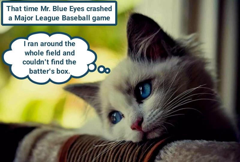 Major League disappointment - Lolcats - lol | cat memes | funny cats ...
