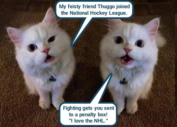 What the puck, let's do it! - Lolcats - lol | cat memes | funny cats ...