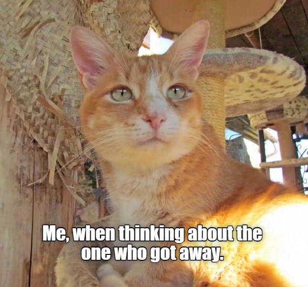 Longing - Lolcats - lol | cat memes | funny cats | funny cat pictures ...
