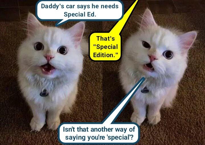 One of a kind - Lolcats - lol | cat memes | funny cats | funny cat ...