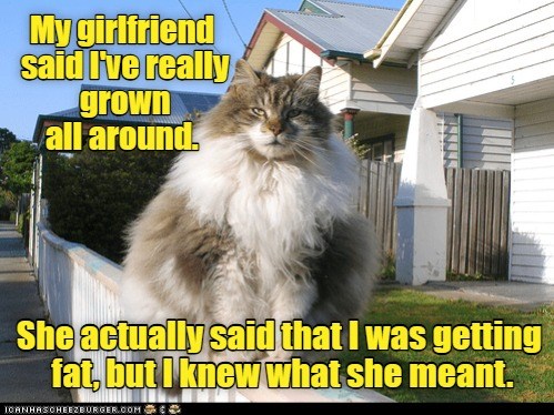 It's all in the translation - Lolcats - lol | cat memes | funny cats ...