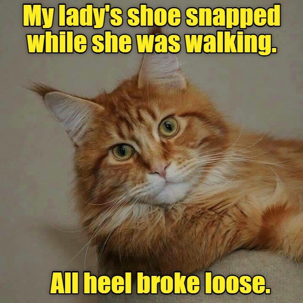 Wardrobe malfunction - Lolcats - lol | cat memes | funny cats | funny ...