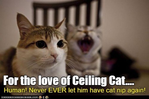 Never EVER let him have cat nip again! - Lolcats - lol | cat memes | funny cats | funny cat ...