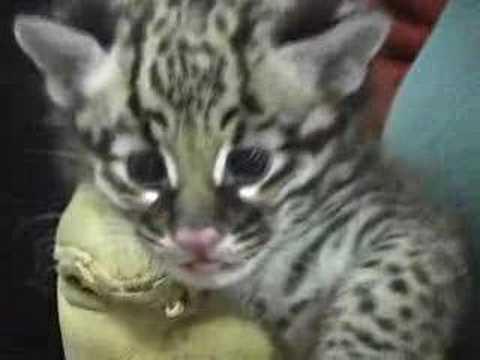 Daily Squee - Cute Animals - Cute Baby Animals - Cute Animal Pictures ...