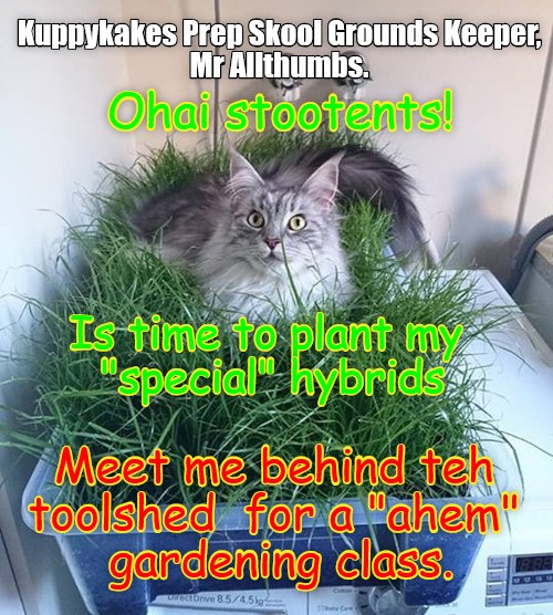 Spring time is planting time. KKPS 2025 - Lolcats - lol | cat memes ...
