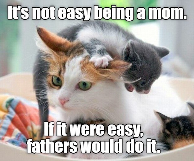 Wisdom from Mama Cat - Lolcats - lol | cat memes | funny cats | funny ...