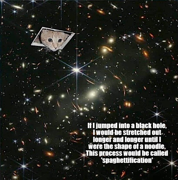 Spaghettification - Lolcats - lol | cat memes | funny cats | funny cat ...