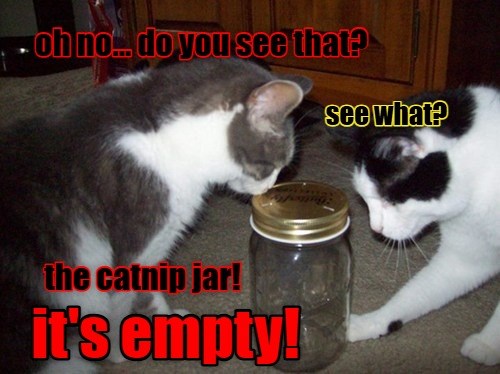 Call 911 - Lolcats - lol | cat memes | funny cats | funny cat pictures ...