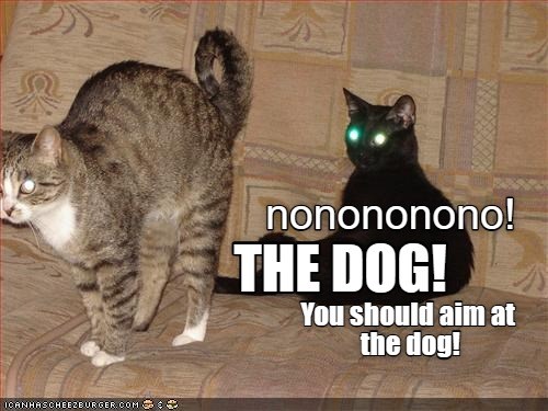 Take aim - Lolcats - lol | cat memes | funny cats | funny cat pictures ...