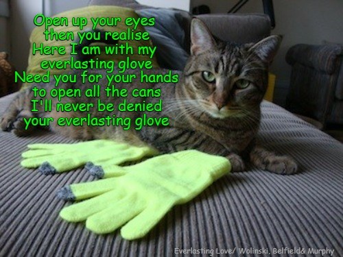 Everlasting Glove - Lolcats - lol | cat memes | funny cats | funny cat ...