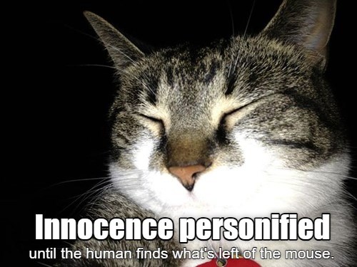 Innocence personified - Lolcats - lol | cat memes | funny cats | funny ...