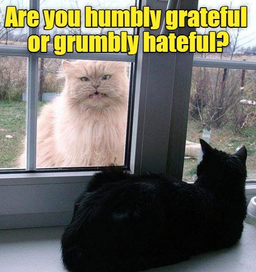 Watch your Cattitude. - Lolcats - lol | cat memes | funny cats | funny ...