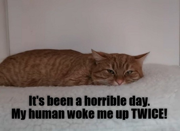 A terrible, awful, no-good-day! - Lolcats - lol | cat memes | funny ...